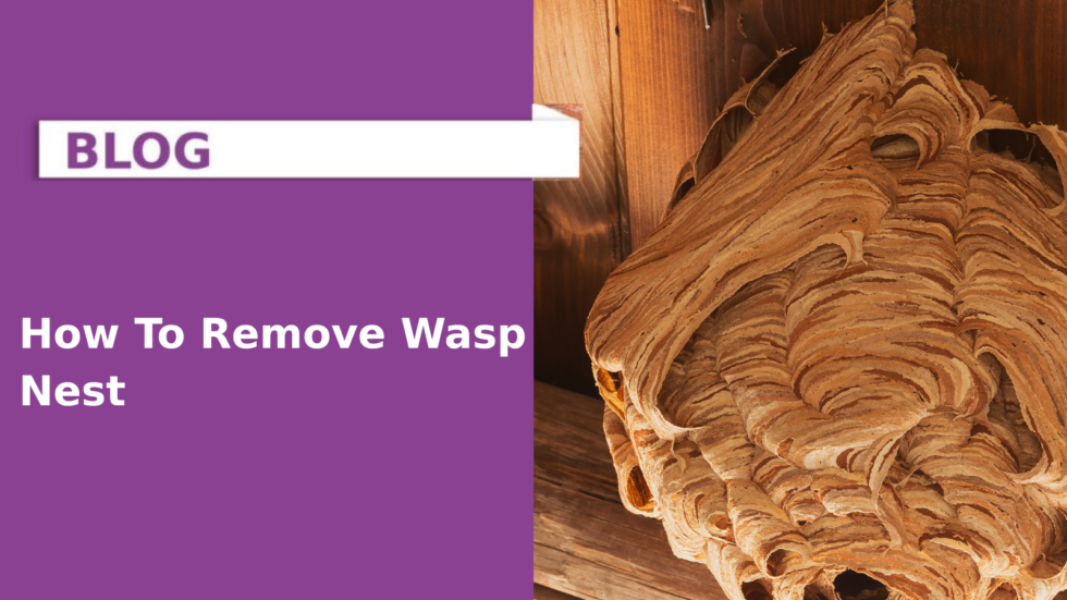 How To Remove Wasp Nest | Just Inspections - Melbourne